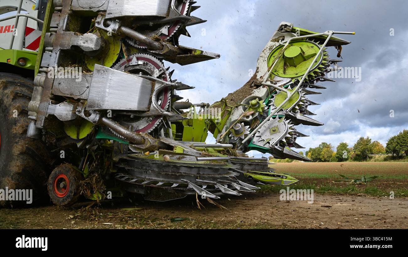 Tractor with chopper and tongs harvesting the maize crop in the maize ...