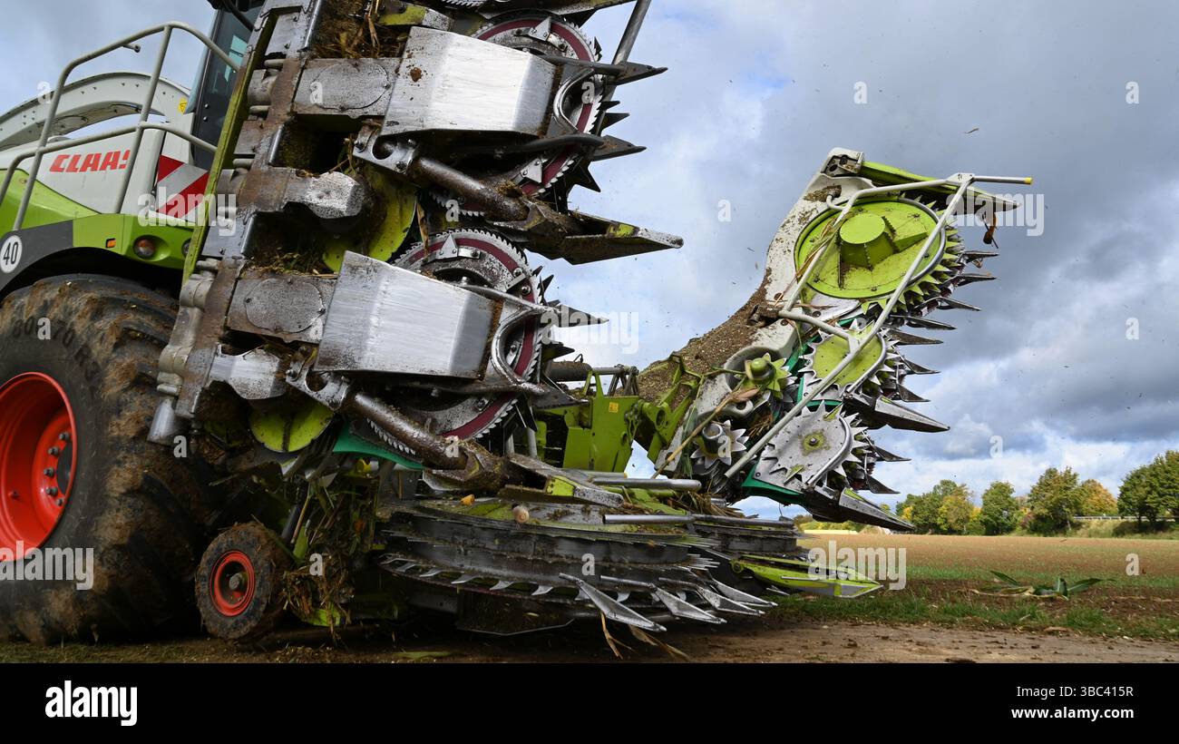 Tractor with chopper and tongs harvesting the maize crop in the maize ...