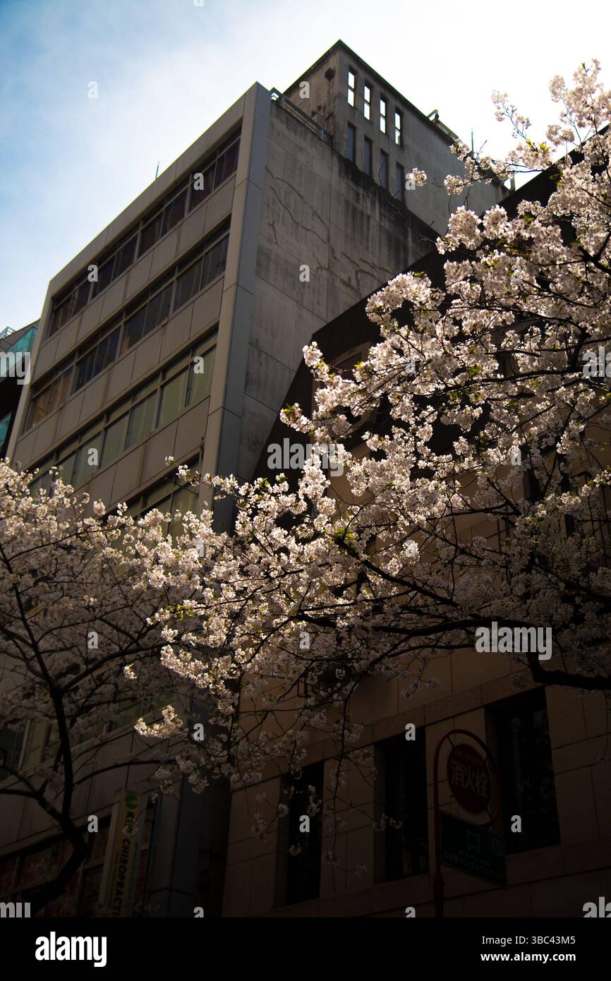 Cherry blossom trees blooming next to a modern urban building during ...