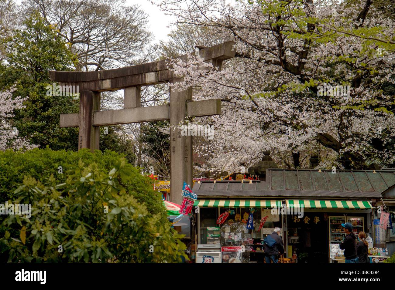 A traditional torii gate stands next to a small shop beneath blooming ...
