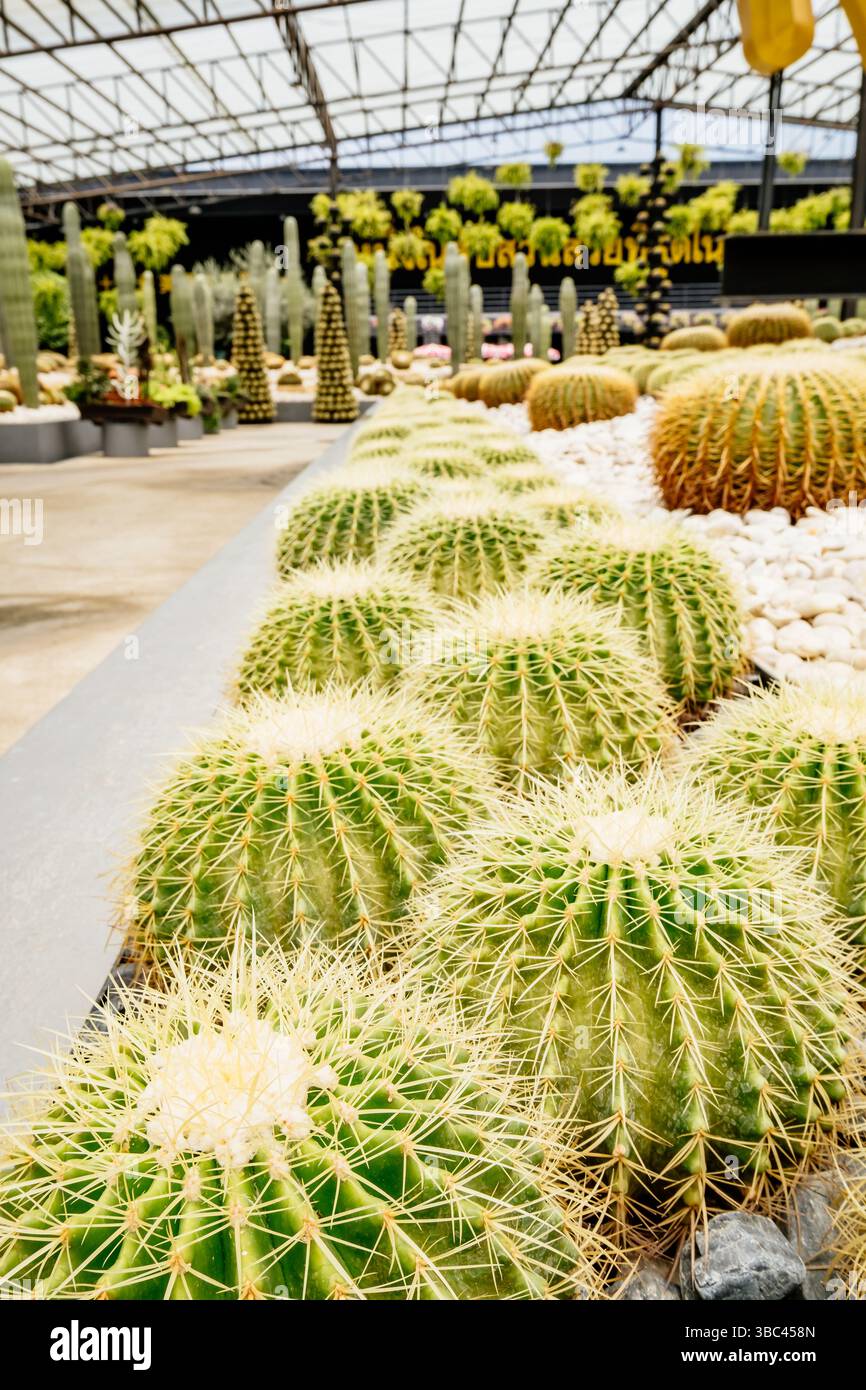 Row of cacti are lined up in a greenhouse. The cacti are green and yellow Stock Photo - Alamy
