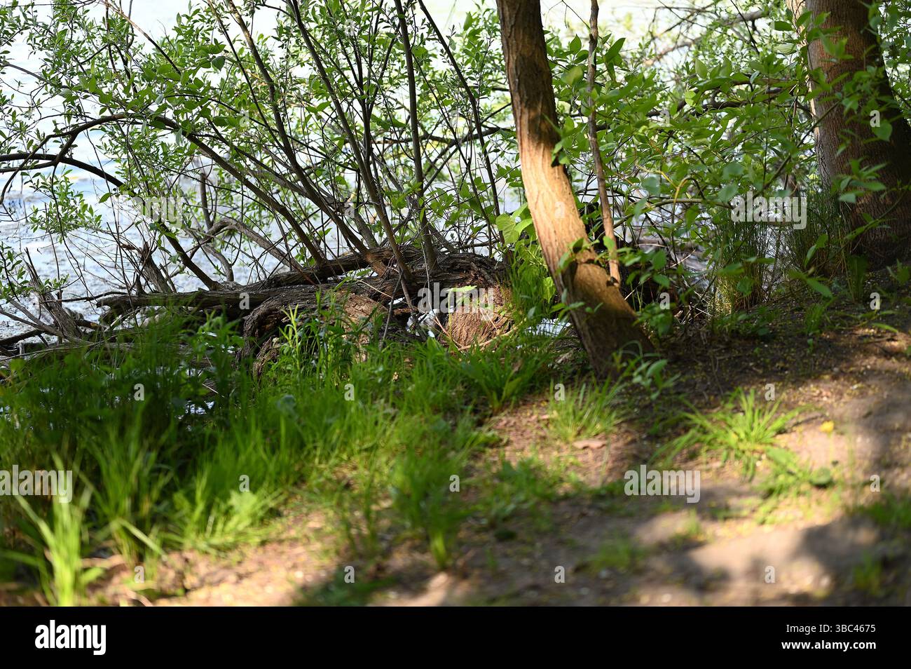 Submerged trunk lake hi-res stock photography and images - Alamy