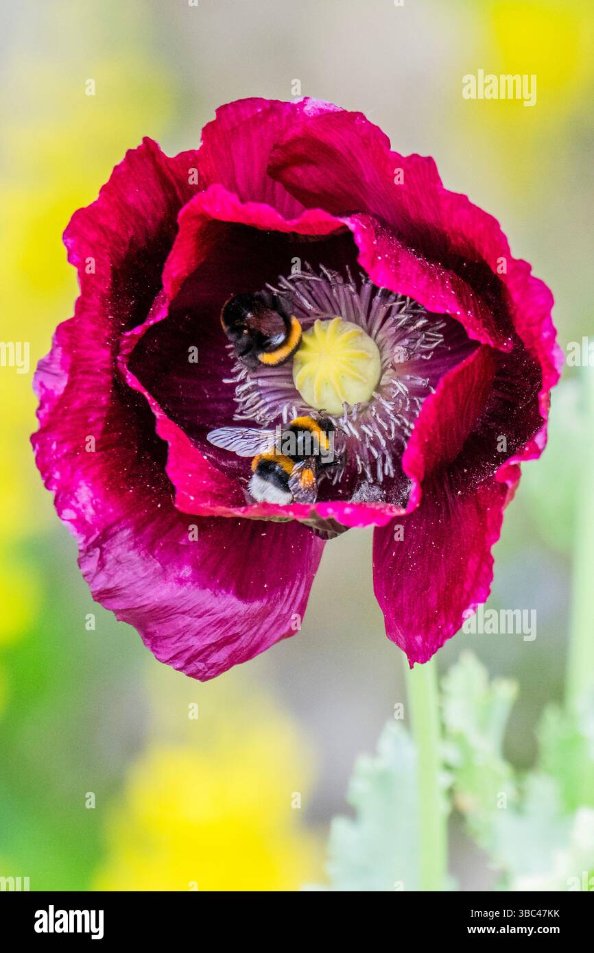 London, UK. 18th May, 2025. Bees enjoy feeding on the flowers in The ...