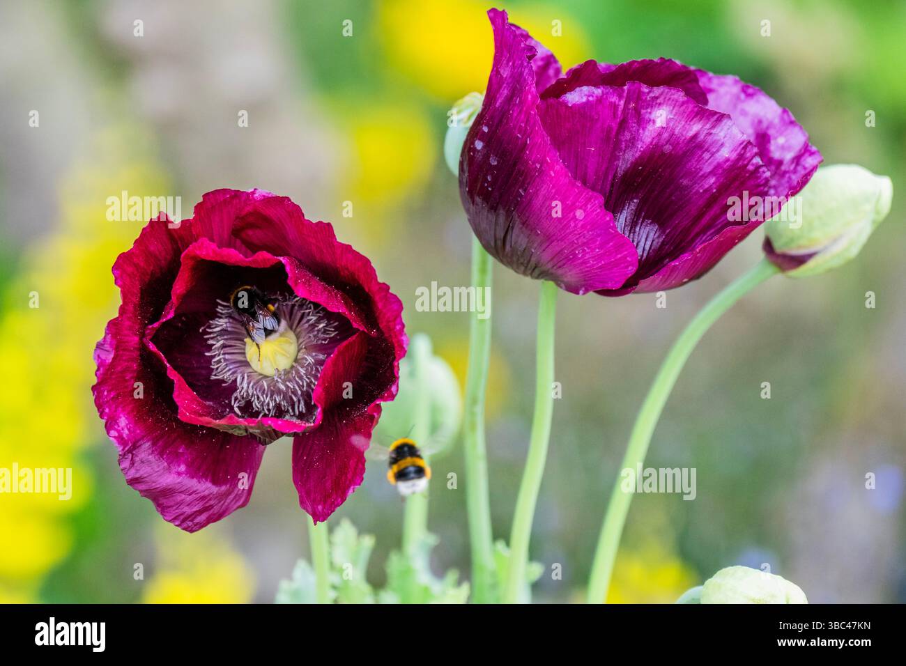 London, UK. 18th May, 2025. Bees enjoy feeding on the flowers in The ...