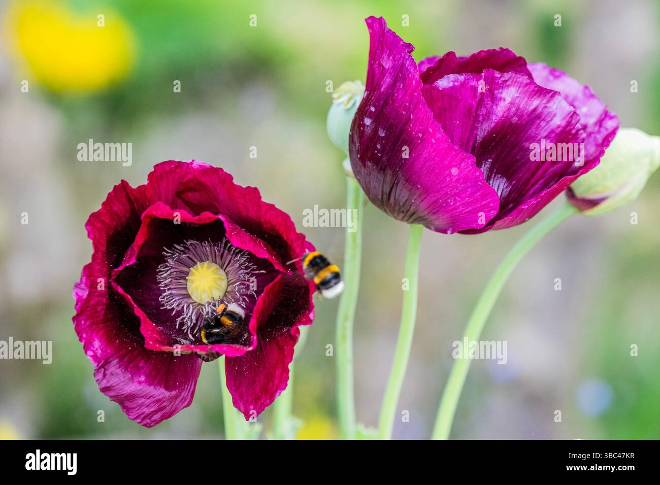 London, UK. 18th May, 2025. Bees enjoy feeding on the flowers in The ...