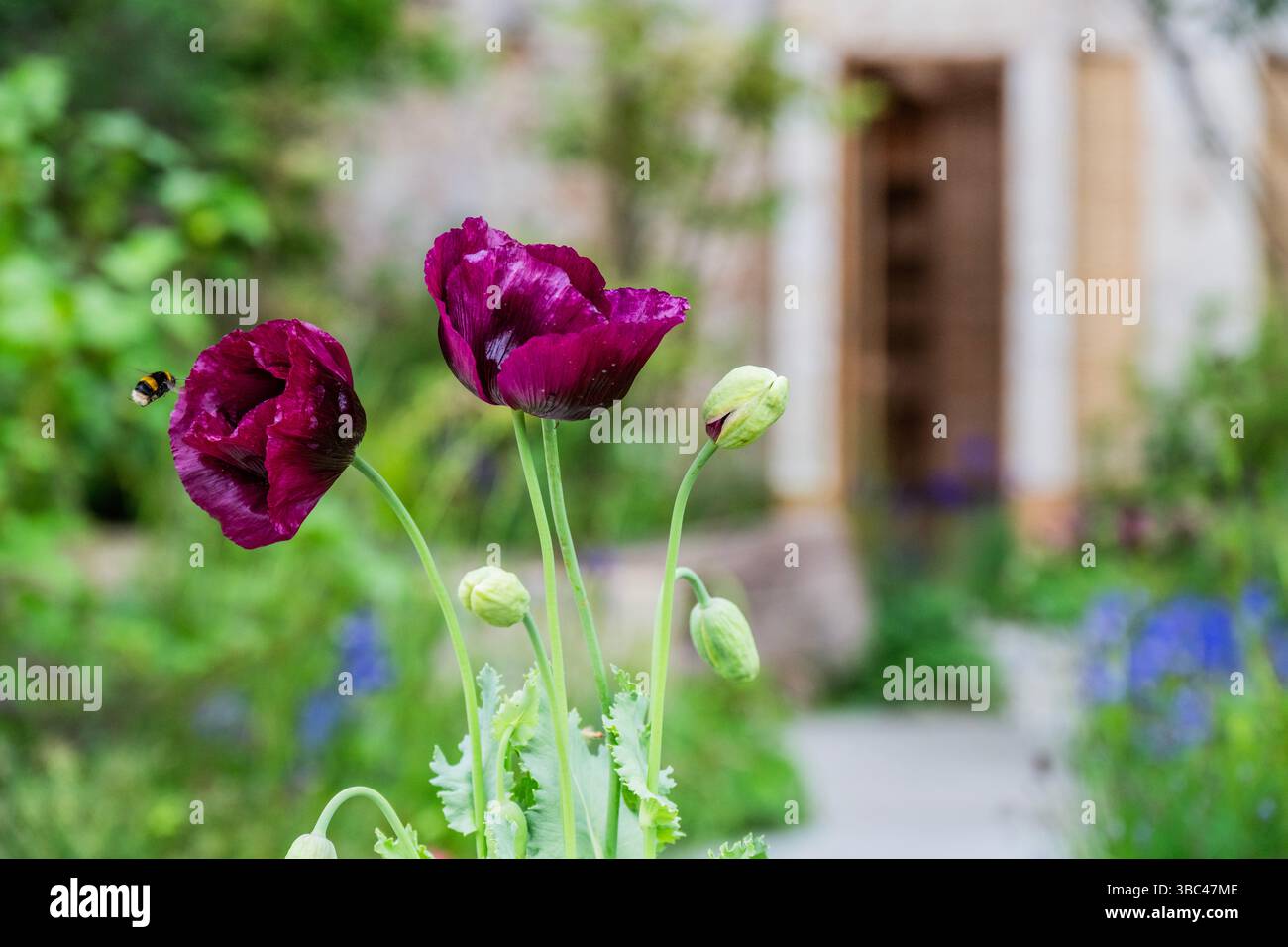London, UK. 18th May, 2025. Bees enjoy feeding on the flowers in The ...