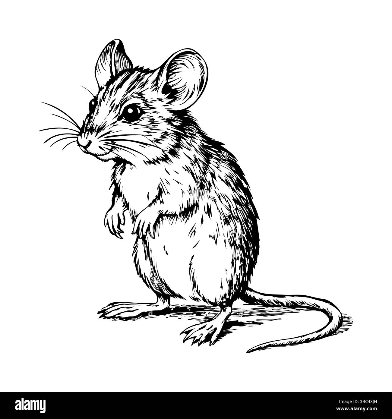 Drawingstudy hi-res stock photography and images - Alamy