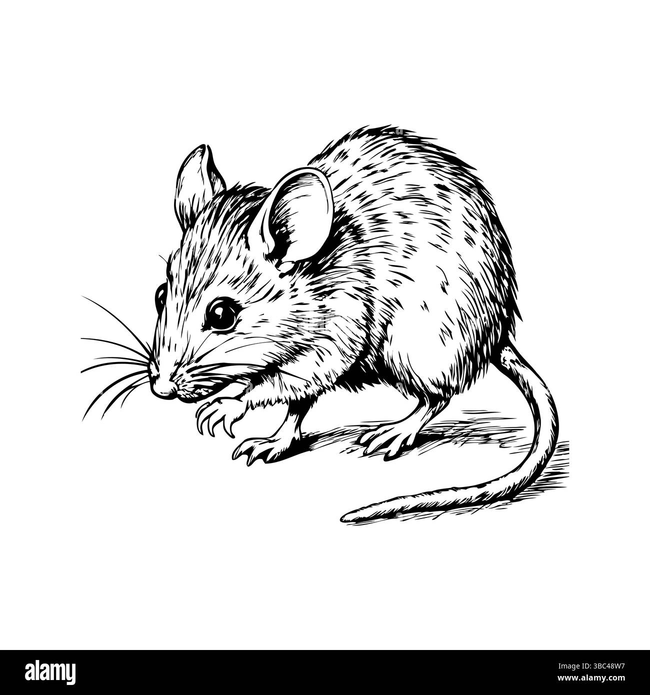 Small pet with pencil Stock Vector Images - Alamy