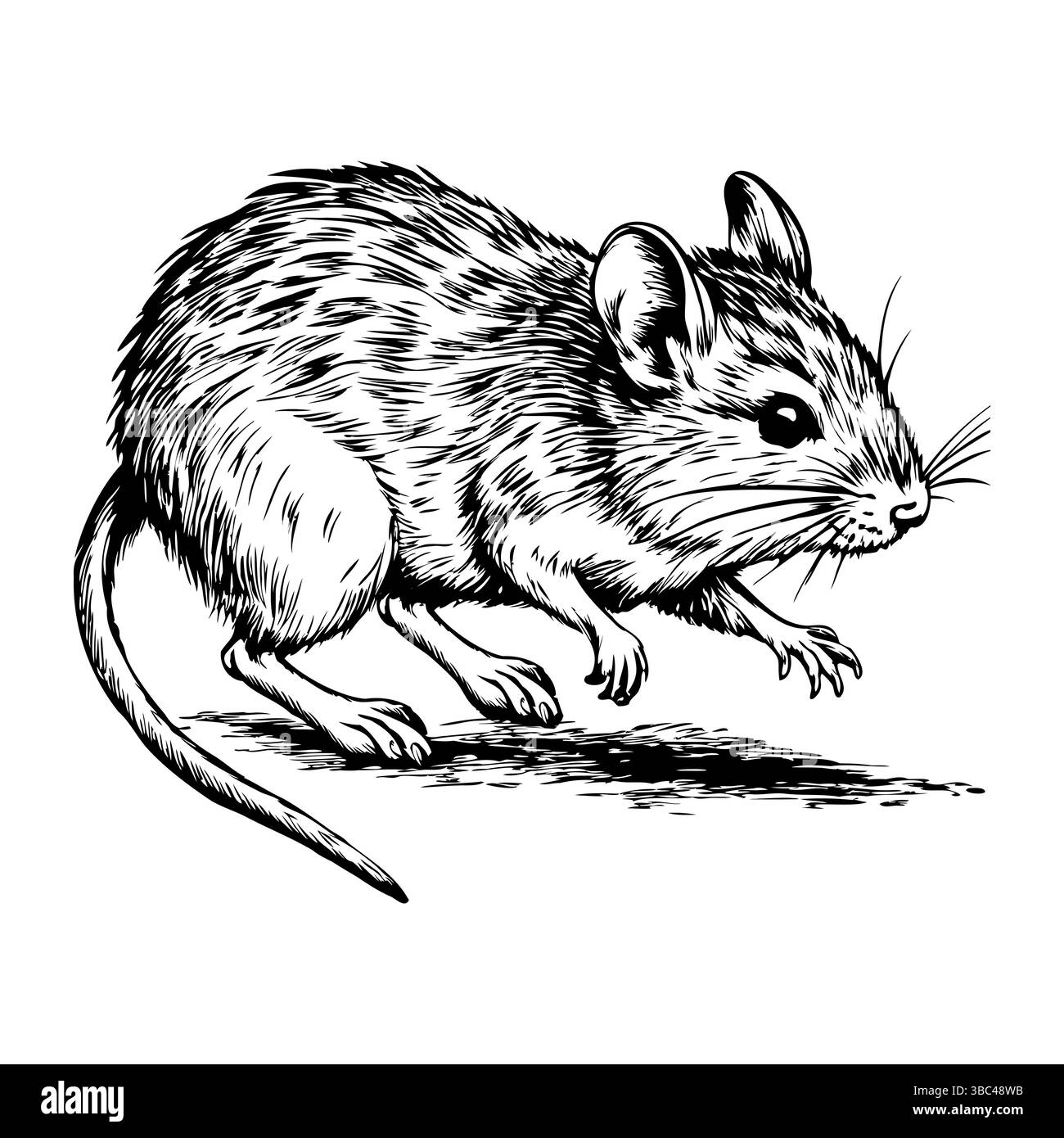 Mouse crouching with long tail illustrated in black and white Stock ...