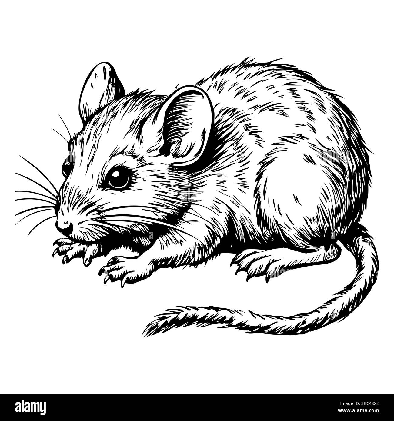 Mouse lying down with curved tail and shaded fur texture Stock Vector ...