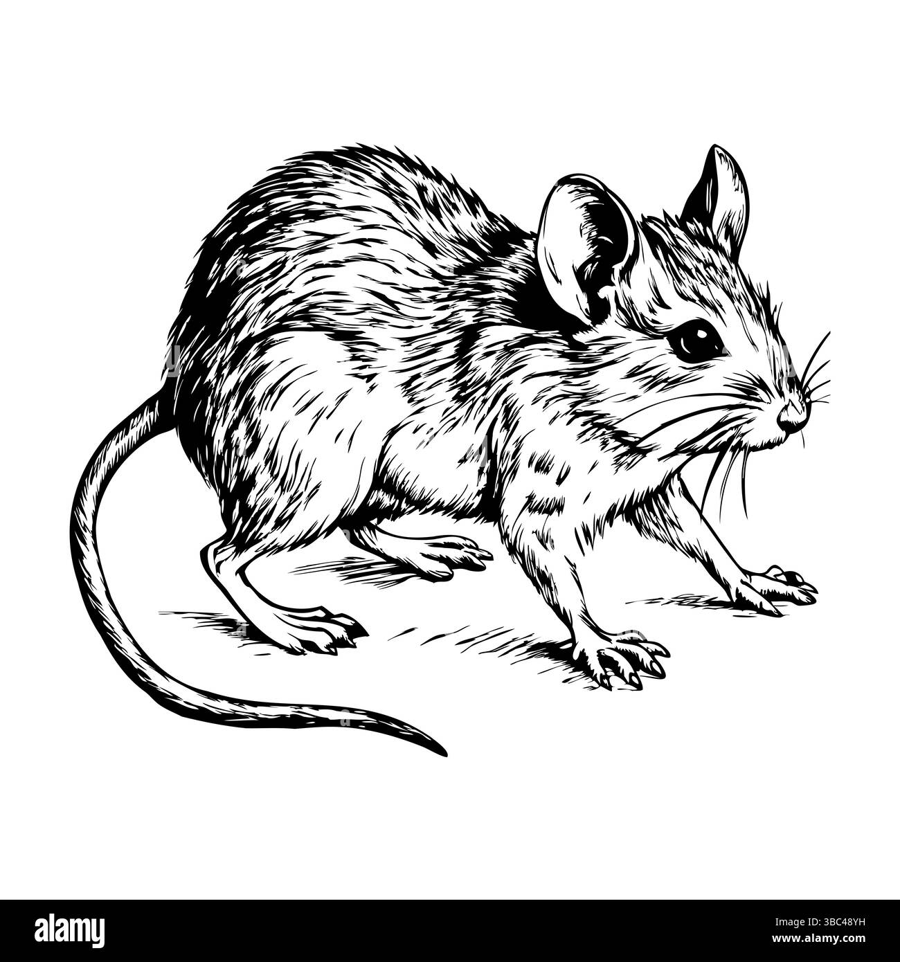 Side view of mouse in walking pose drawn with ink lines Stock Vector ...