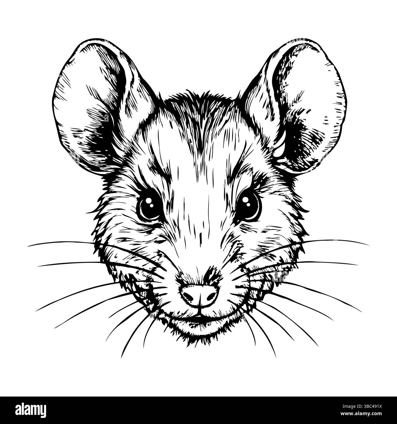 Illustration of mouse looking forward with large round ears Stock ...