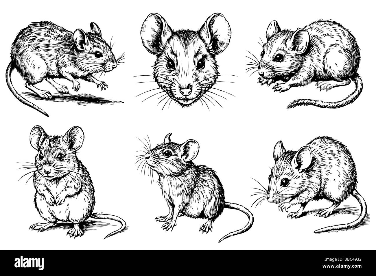 Set of mouse portraits with various facial expressions in ink Stock ...