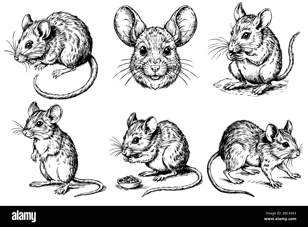 Mousepose hi-res stock photography and images - Alamy