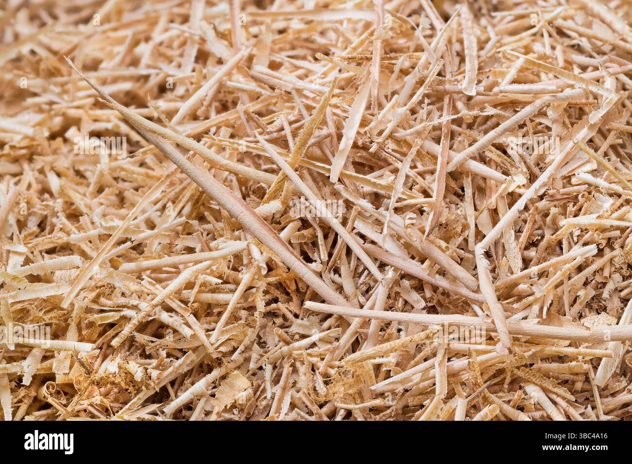 Close-up of long thin rolled wood shavings in beige texture of woodwork ...