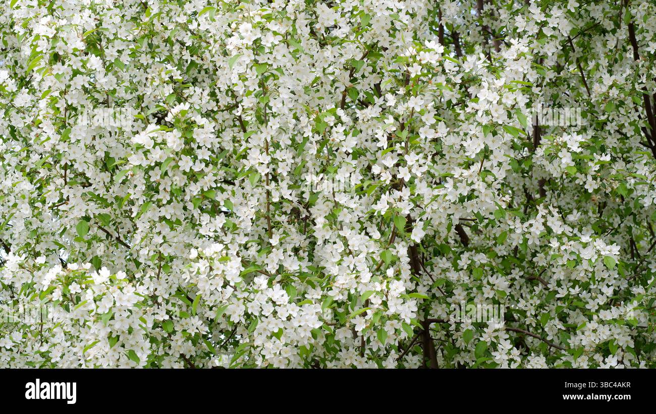 A blossoming orchard. White flowers on the branches in a cherry orchard ...