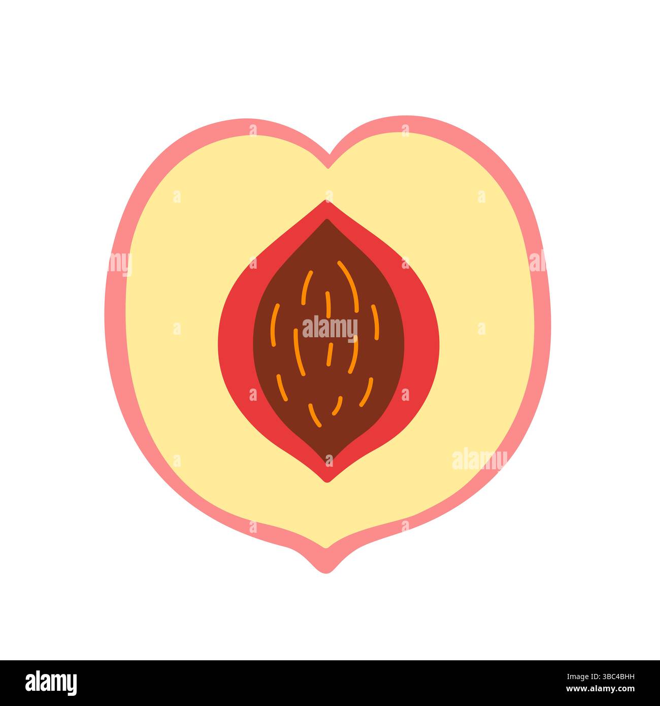 Peach half fruit hand drawn vector illustration Stock Vector Image ...