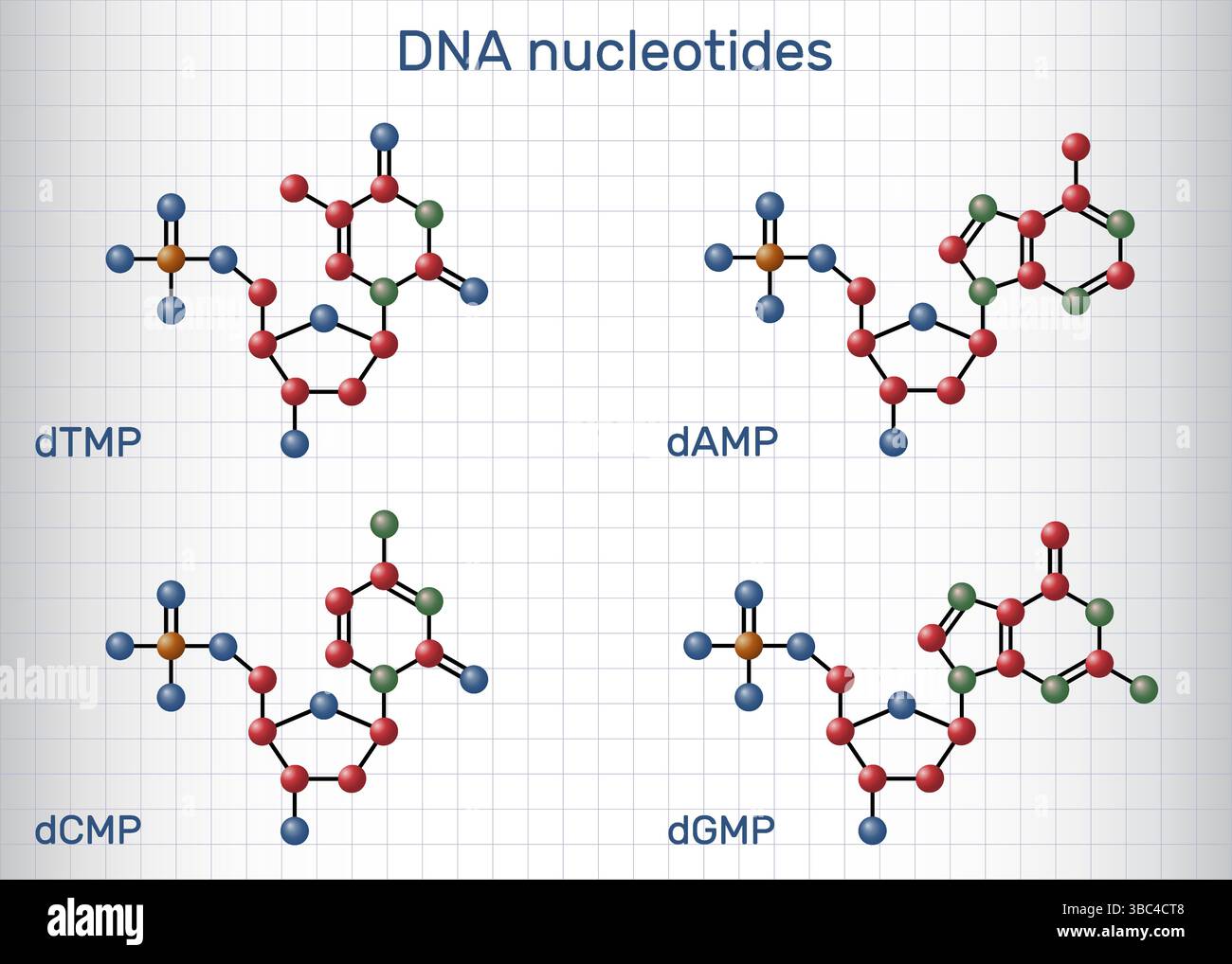 DNA nucleotides molecules. Deoxyribonucleoside monophosphates: dAMP ...