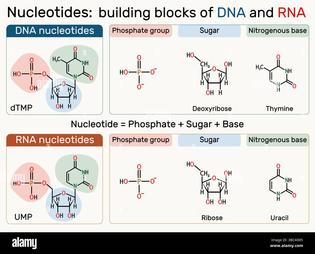 Structure of DNA and RNA nucleotides: phosphate. Deoxythymidine ...