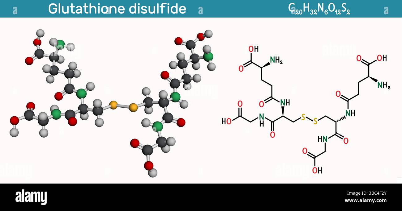 Glutathione disulfide, GSSG molecule. Oxidized form of glutathione ...