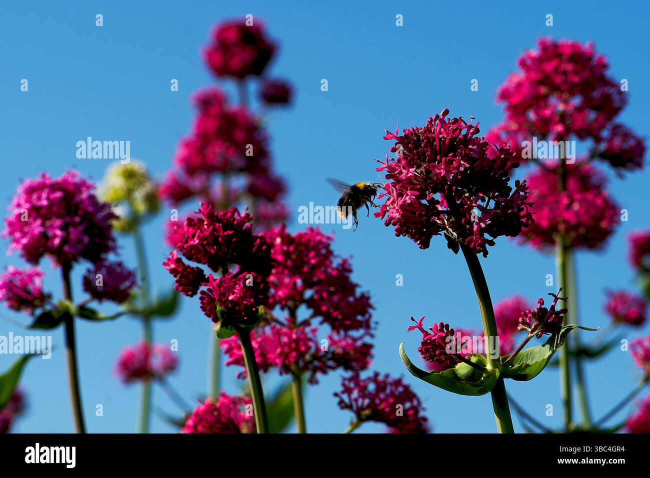 Single male Red-tailed Bumble bee (Bombus lapidarious) coming to gather ...