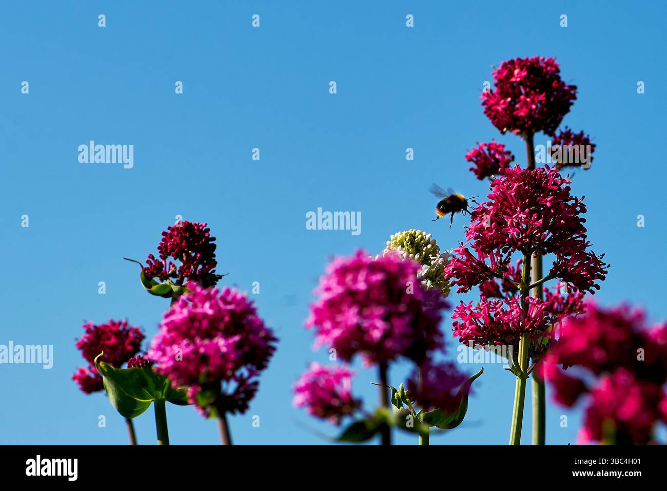 Bees butterfly conservation britain hi-res stock photography and images ...
