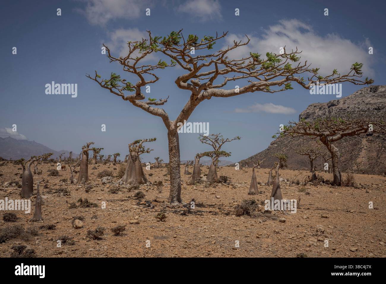 Frankincense and bottle trees grow on the Yemeni island of Socotra on ...