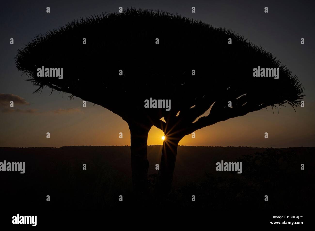 The sunrise appears between the branches of a dragon's blood tree on ...