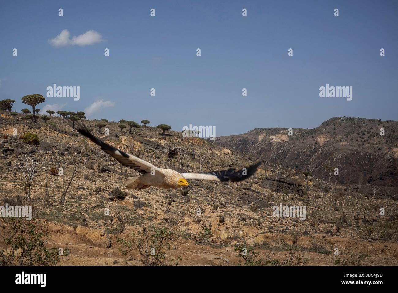 An Egyptian vulture soars above Socotra's Firmihin plateau on Sept. 18 ...