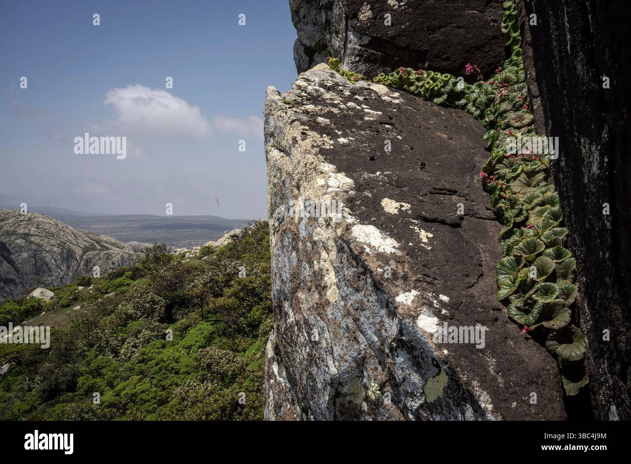 Begonia socotrana grows on a rock on the Yemeni island of Socotra on ...