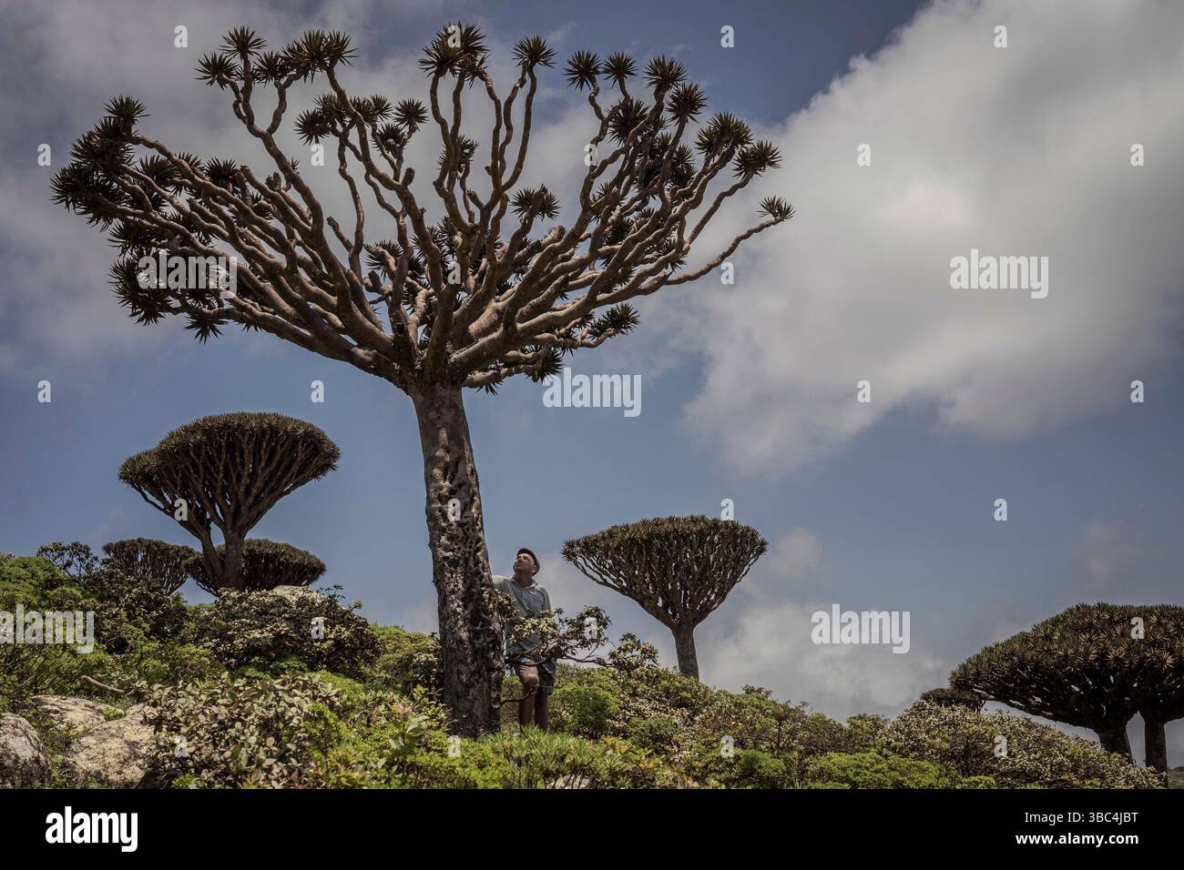Ecotourism guide Sami Mubarak poses for a portrait beneath an ailing ...
