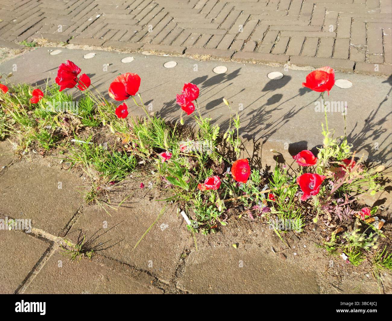 Vibrant red poppy flowers (Papaver rhoeas) in an urban environment ...