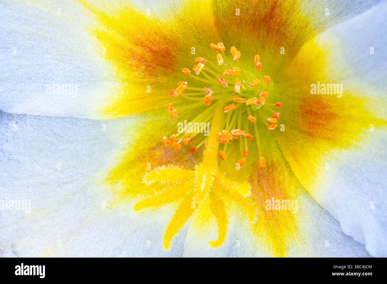 Detailed shot of stigma and anther of a yellow-white flower of Common ...