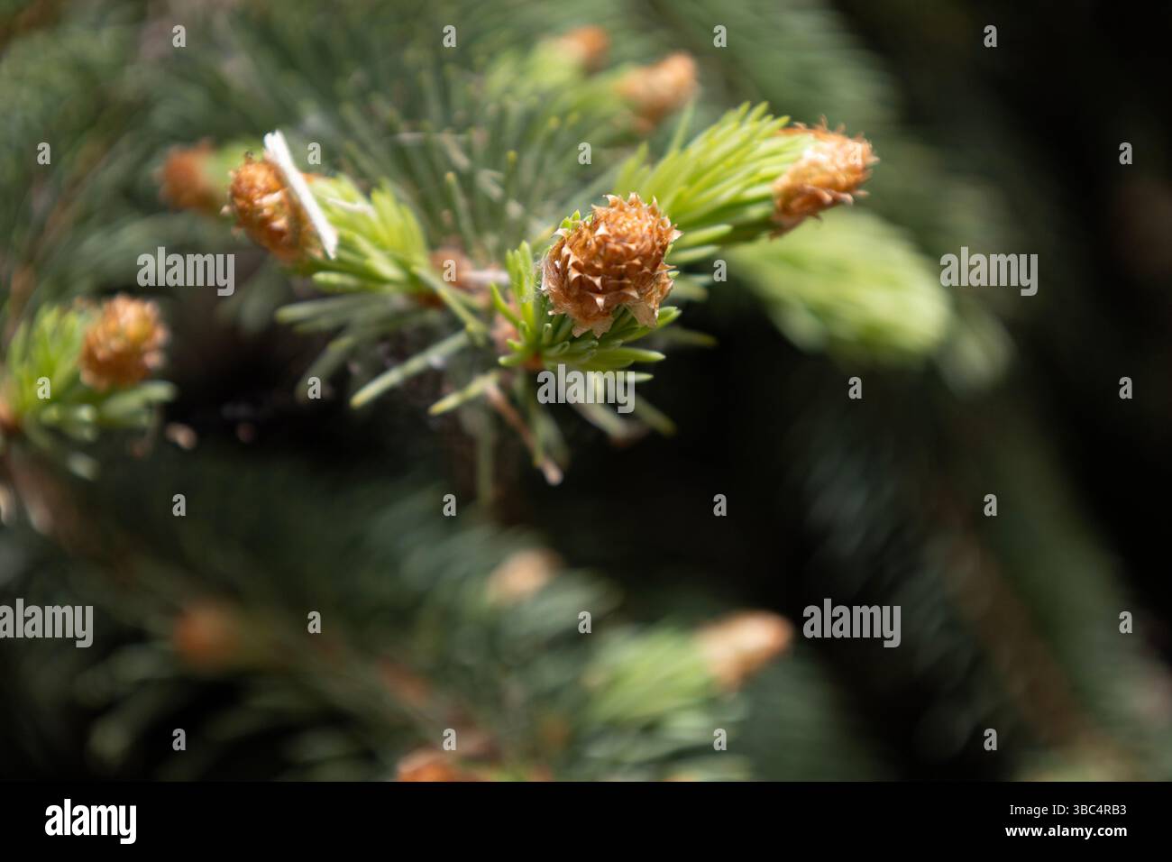 Conifer bud tree spring hi-res stock photography and images - Alamy
