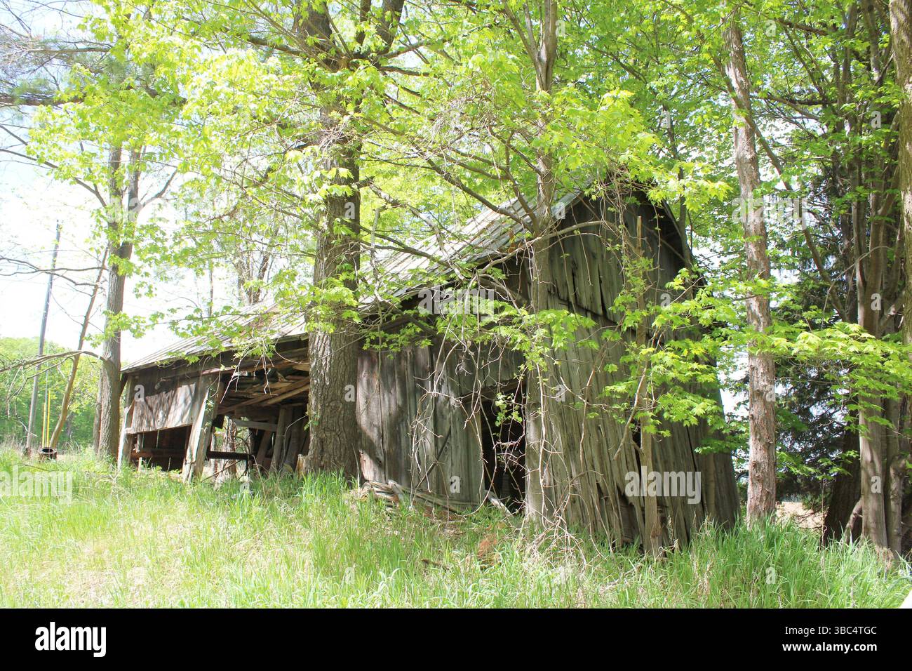 The Ruins of a Very Old Barn in the Woods Stock Photo - Alamy