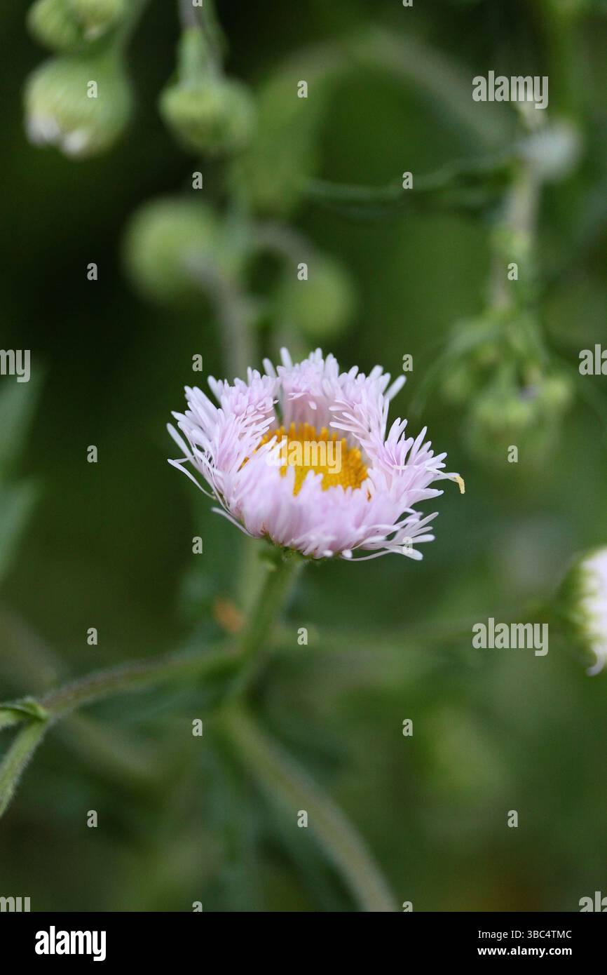Close-up of a purple fleabane flower (Erigeron) with yellow center, in ...