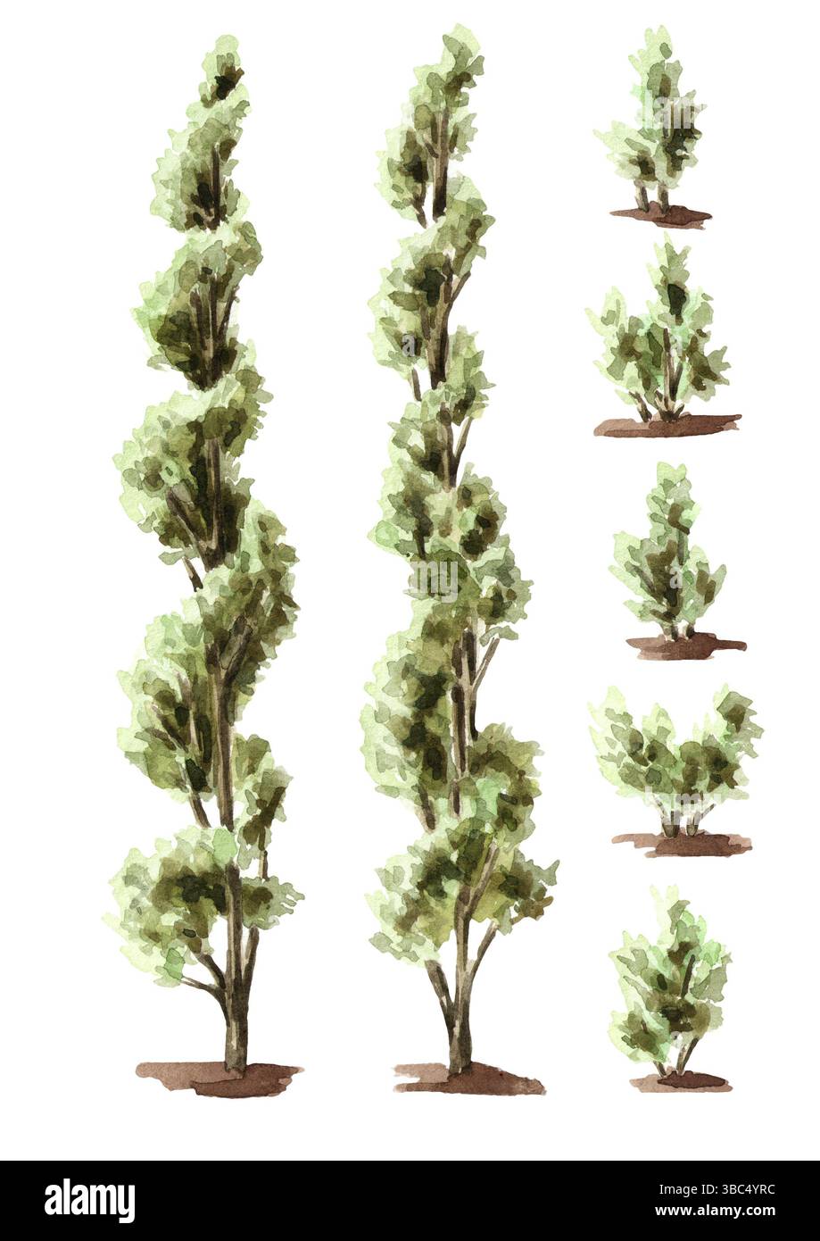 Boxwood set, element of landscape design. Hand drawn watercolor ...