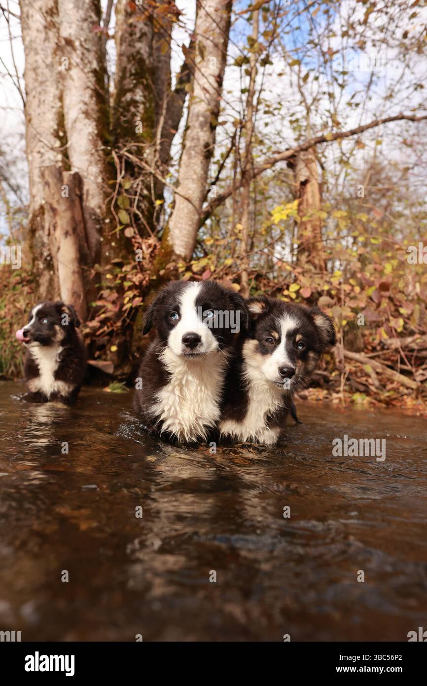 Three dogs are playing in a river Stock Photo - Alamy