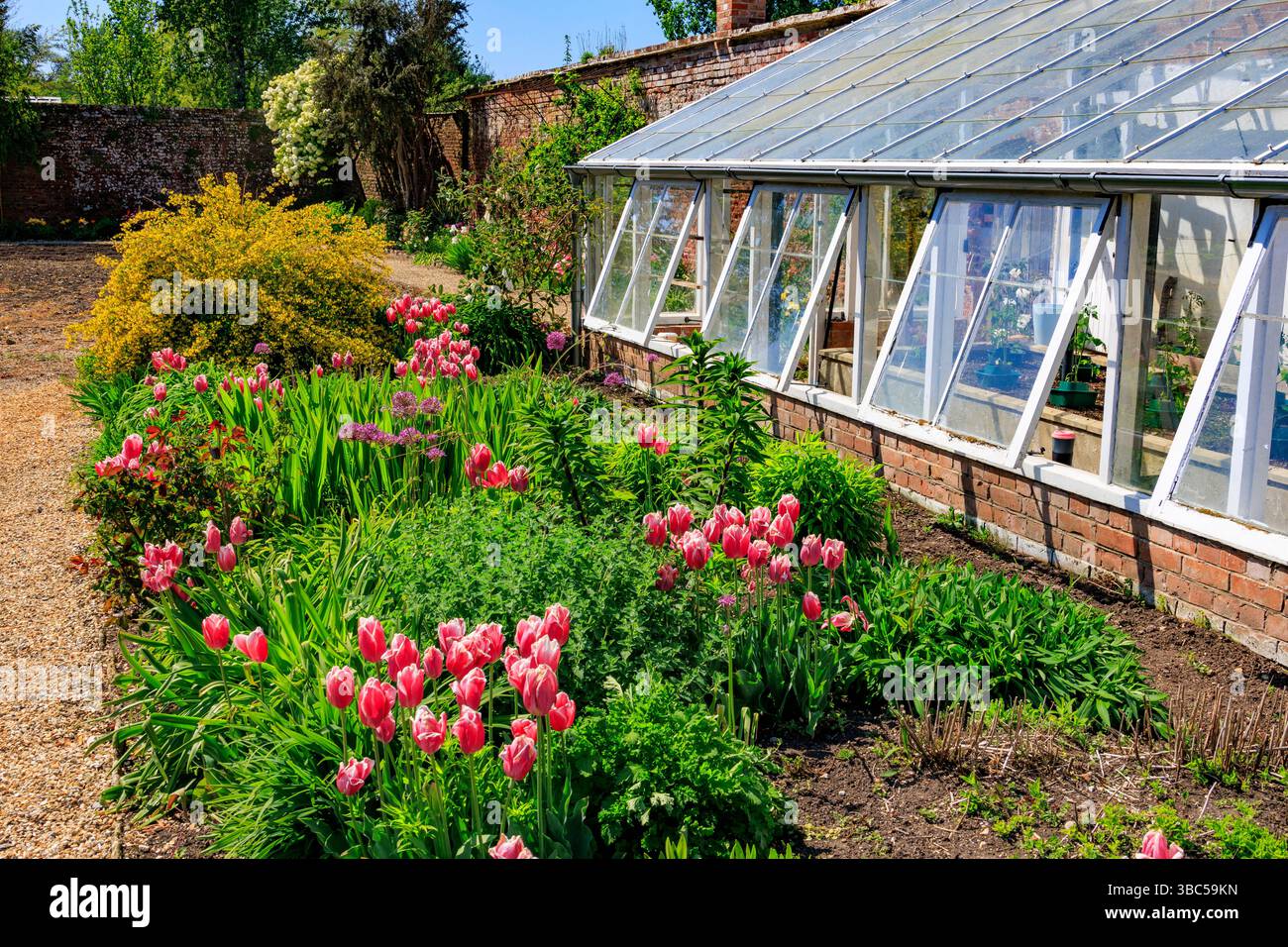 A lean-to glasshouse with a border of colourful tulips in the walled ...