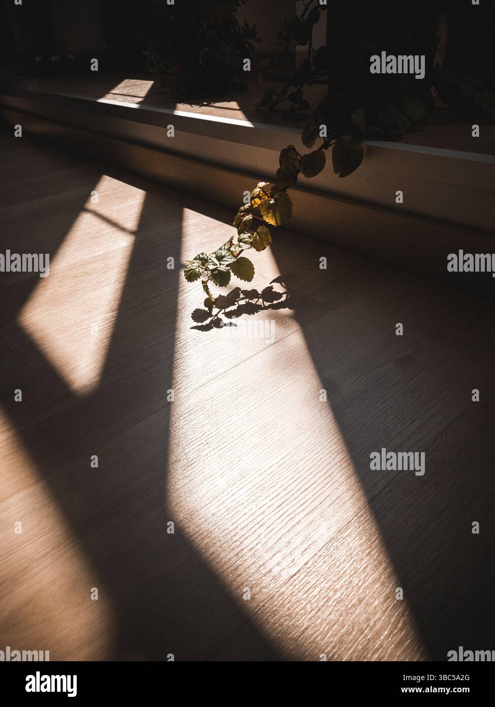 Ambient light casts gentle shadows hi-res stock photography and images ...