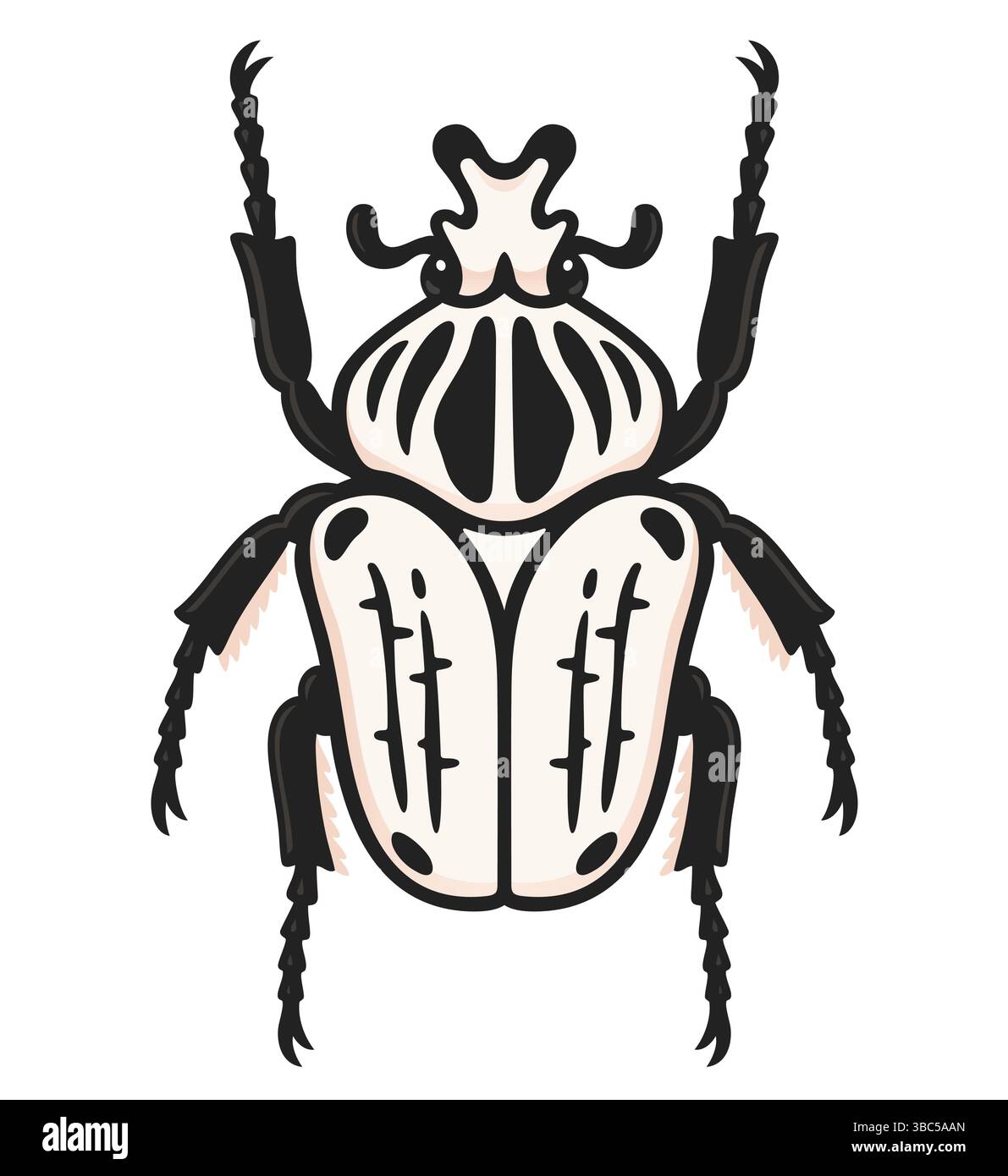 Goliath beetle hi-res stock photography and images - Alamy