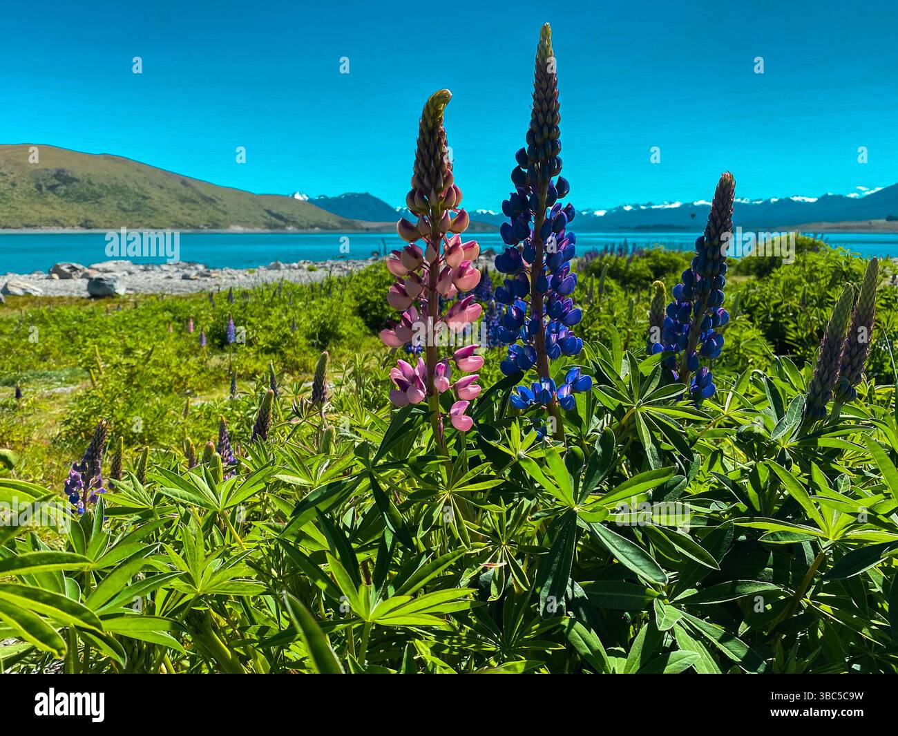 Purple and pink lupins growing wild on the banks of Lake Tekapo, an ...