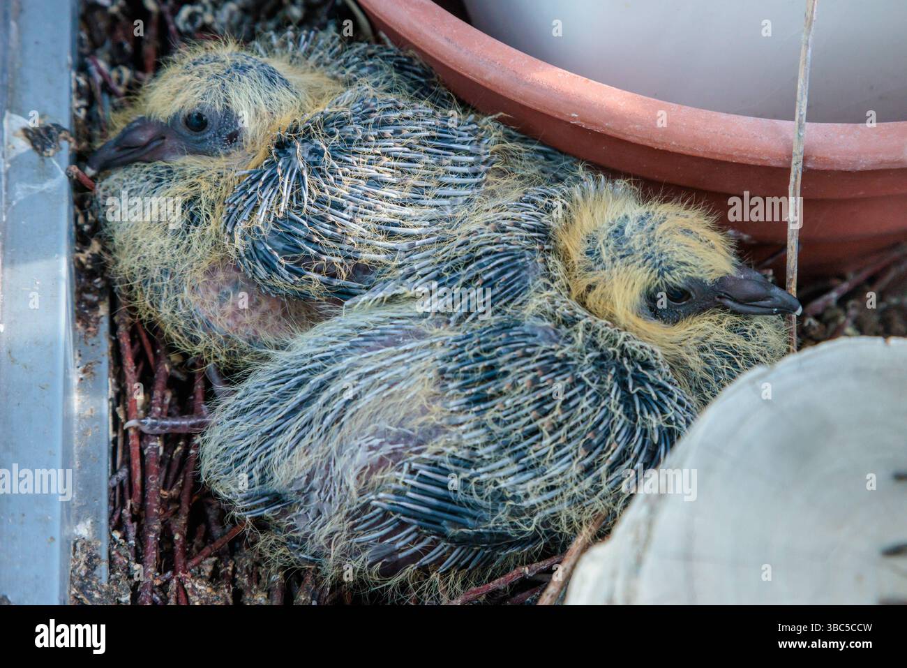 Baby Pigeons, Wembley Park, 18th May 2025. A pair of 8 day old baby ...