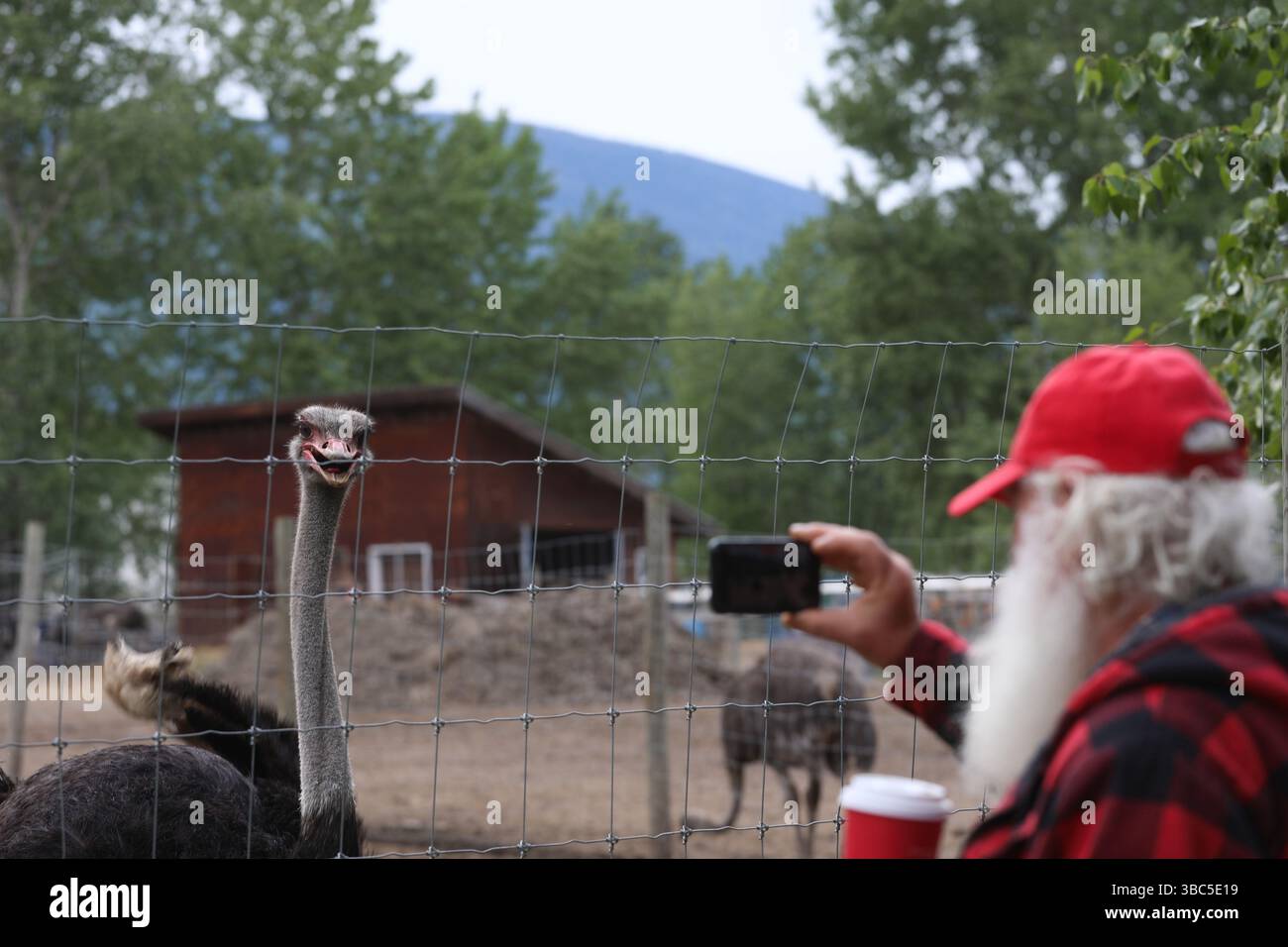 Edgewood, Canada. 17th May, 2025. A supporter of Universal Ostrich ...