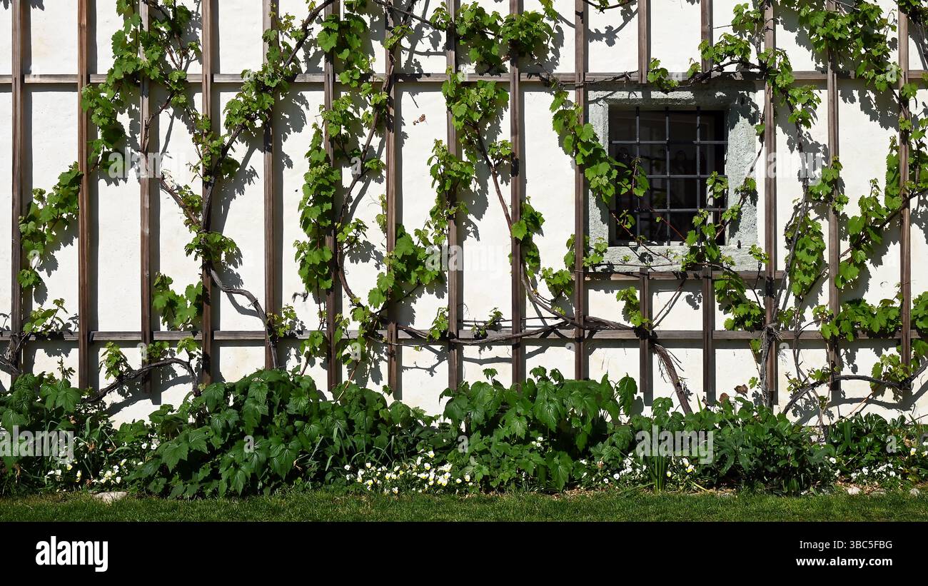 White wall with climbing plants and a rustic window exterior in ...