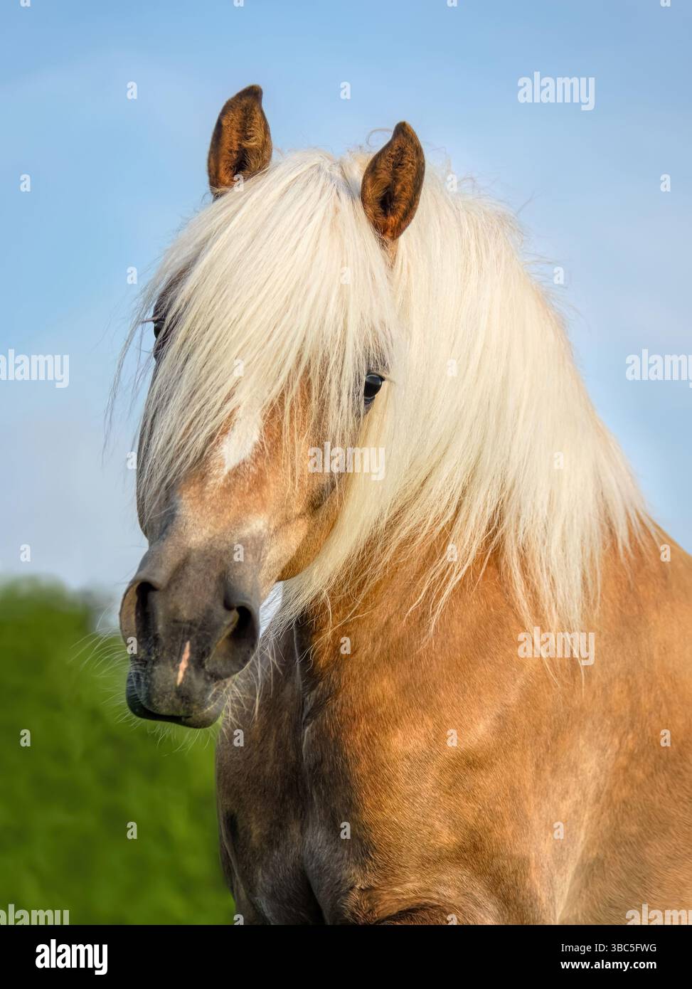 Alert Haflinger horse mare with a long flaxen mane and forelock, the ...