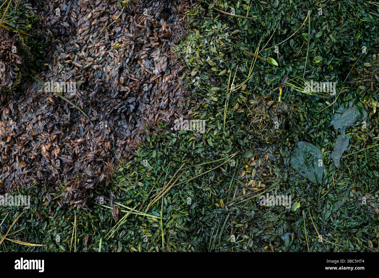 A pile of spoiled grain outdoors. Grain in poor condition. Throw away ...