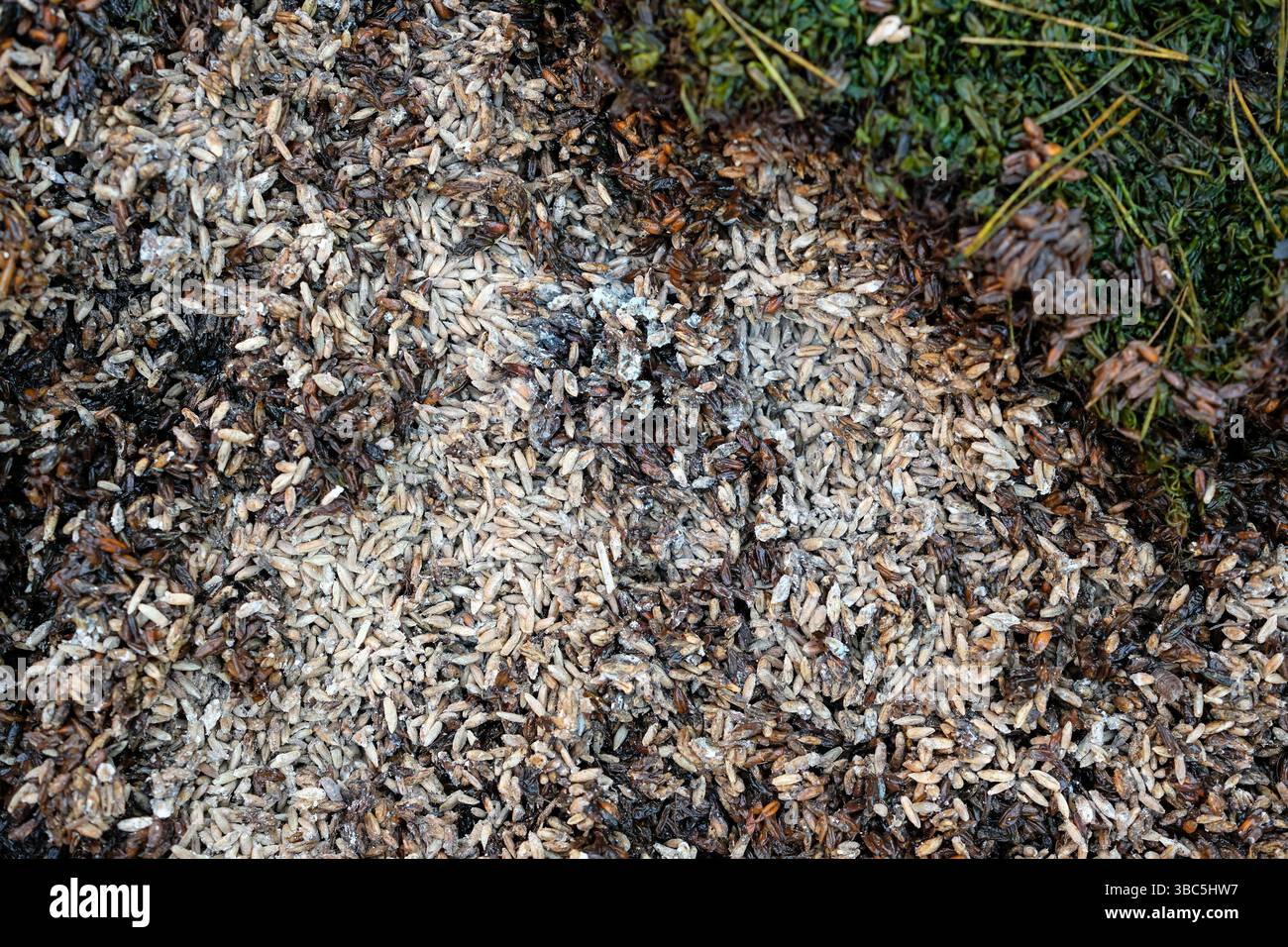 Grain respiration hi-res stock photography and images - Alamy