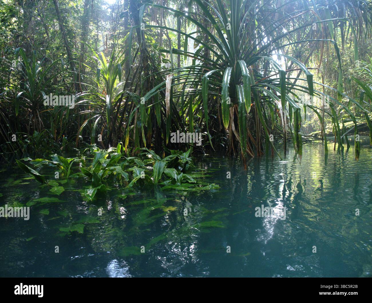 Kayaking the rainforest of Misool, Raja Ampat, West Papua, Indonesia ...