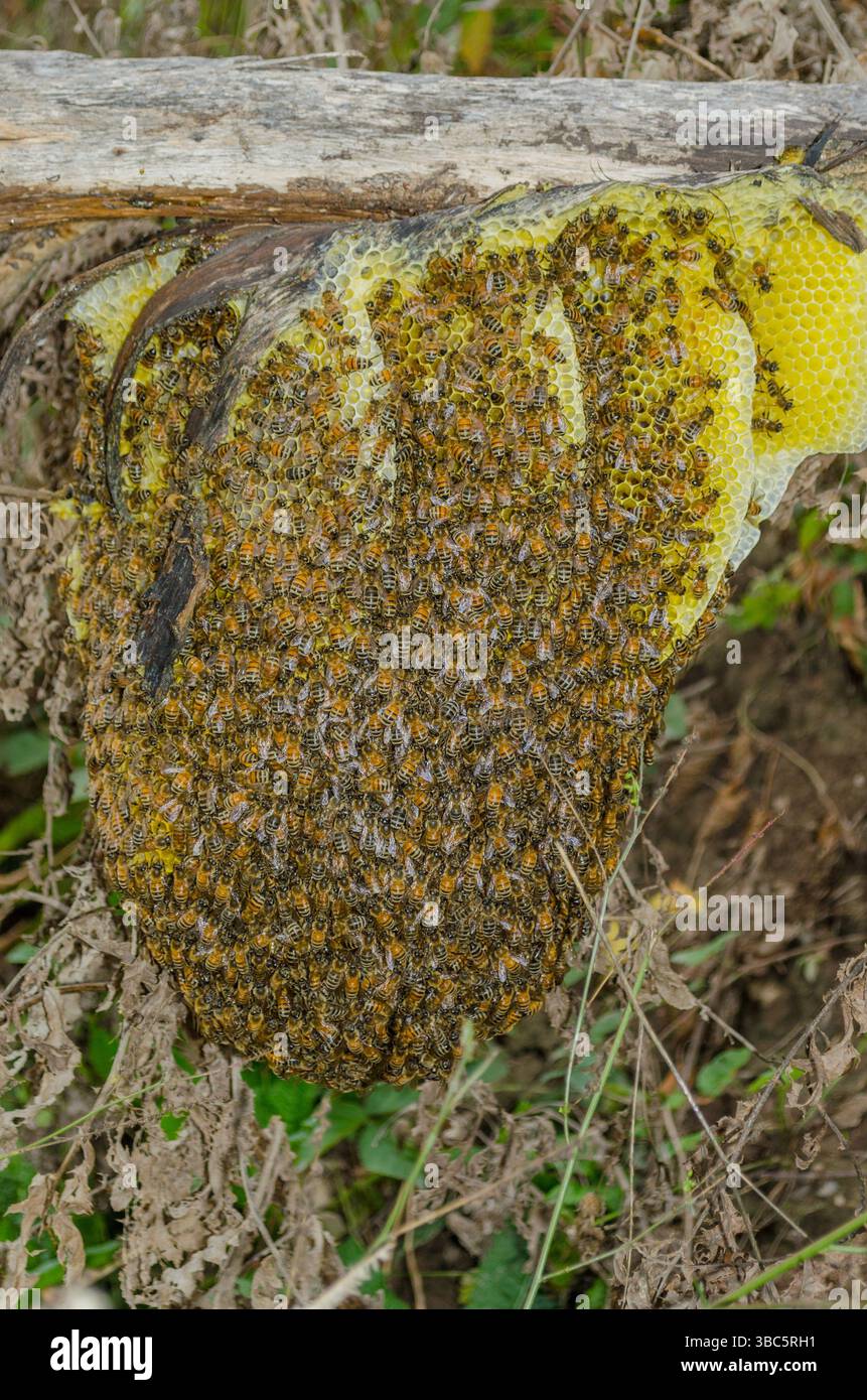 Honeybee Hive. Apis Insecta. Vital Pollinators Stock Photo - Alamy